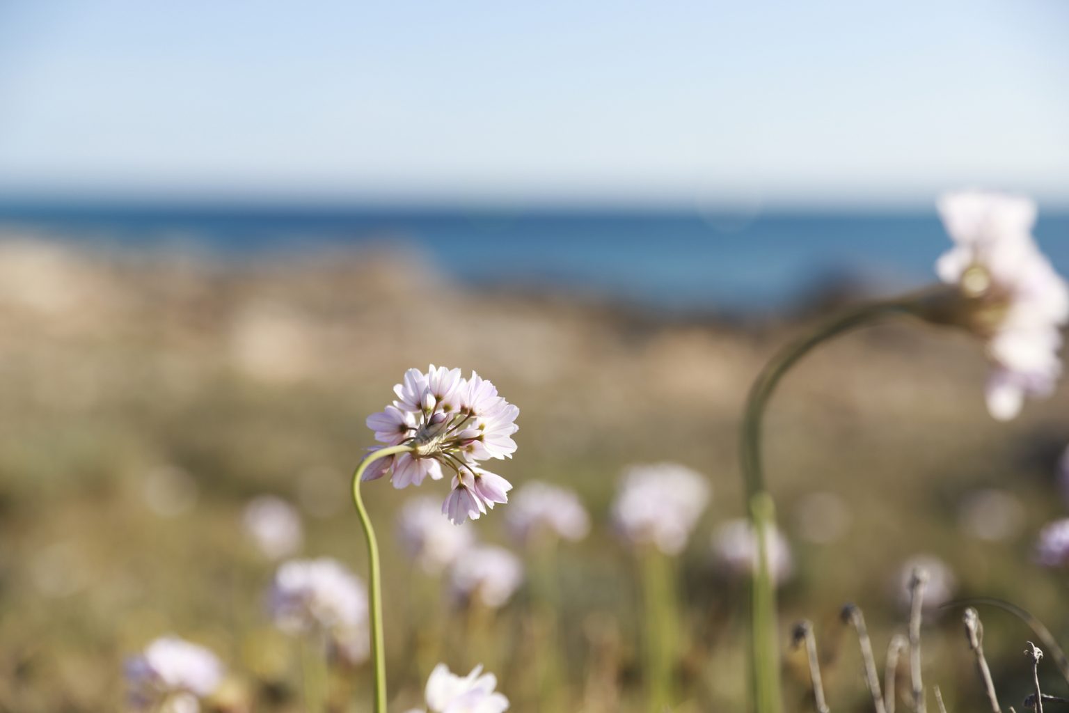 Wild Swim Menorca Retreat – SURF SISTAS